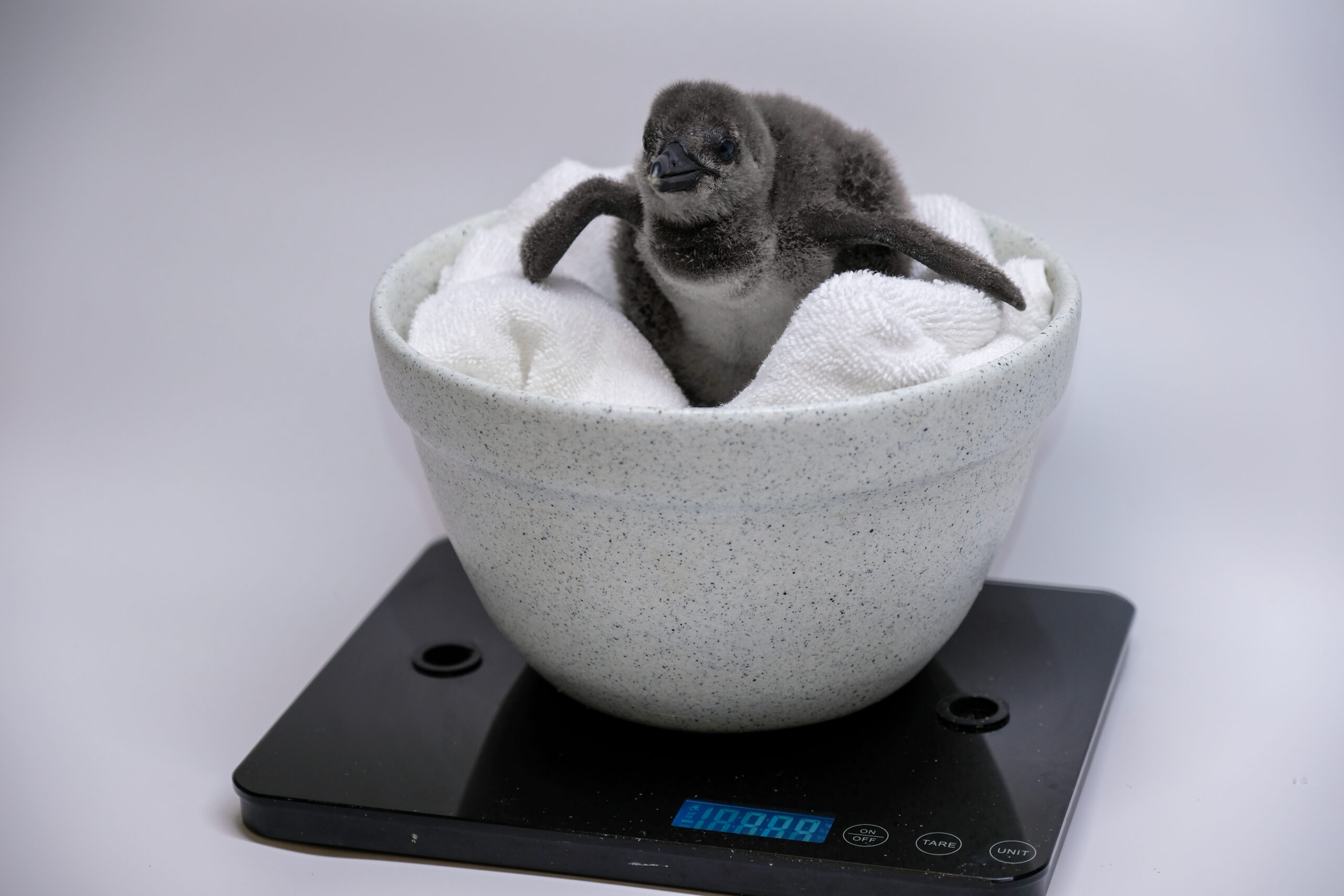 African Penguin Chick Hatches at Hyatt Regency Maui | News, Sports ...